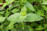 7 Amazing Plants That Repel Stink Bugs - The Practical Planter