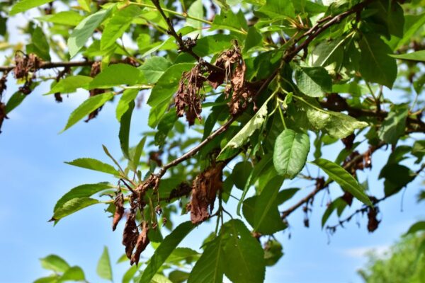Why Is My Cherry Tree Not Flowering? (2 Common Causes) - The Practical ...