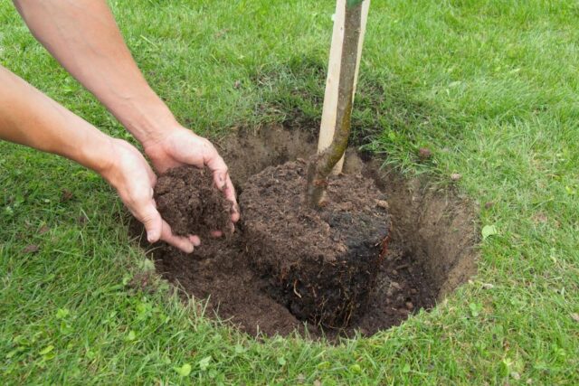 Why Is My Cherry Tree Not Flowering? (2 Common Causes) - The Practical ...