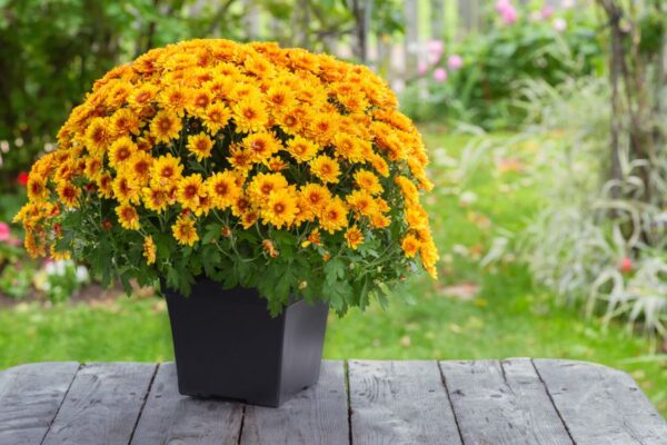 7 Amazing Plants That Repel Stink Bugs - The Practical Planter
