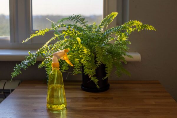 Is Your Fern Turning Brown or Yellow? (5 Common Causes) - The Practical ...