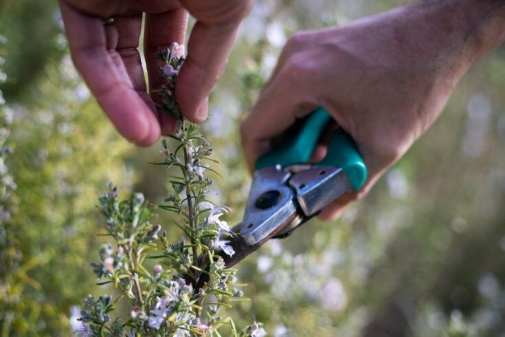 7 Amazing Plants That Repel Stink Bugs - The Practical Planter