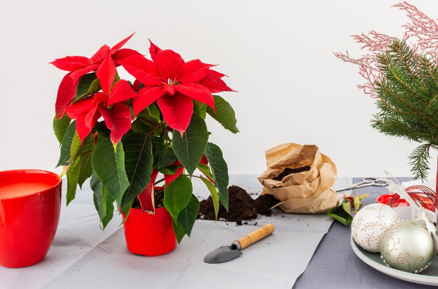 How To Make A Poinsettia Bloom or Re Bloom The Practical Planter 2022 