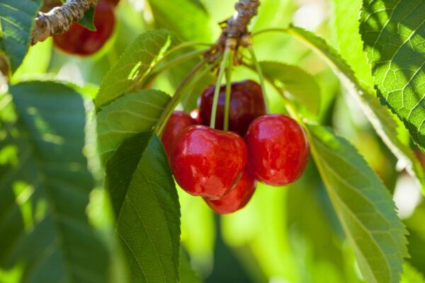 Can You Really Grow a Cherry Tree From a Cherry Pit!? - The Practical ...