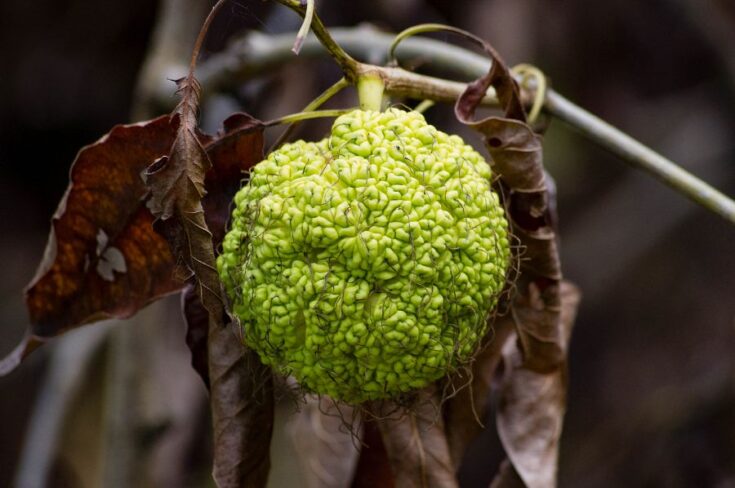 Do Hedge Apples Repel Mice
