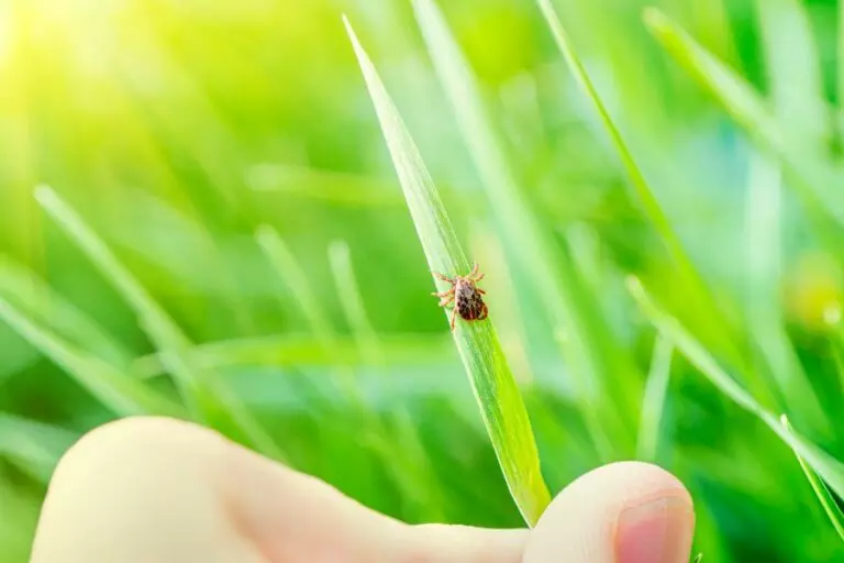 10 Great Plants That Repel Fleas and Ticks - The Practical Planter