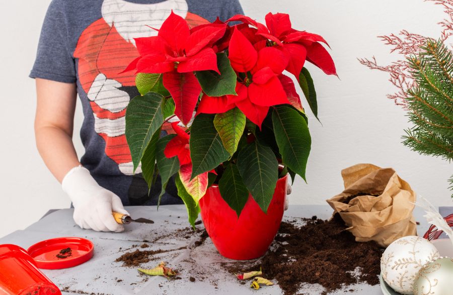 How To Make A Poinsettia Bloom or Re Bloom The Practical Planter 2022 