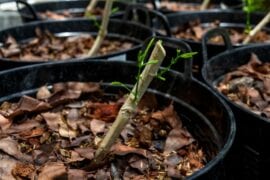 How to Root a Tree Branch (Step by Step) - The Practical Planter