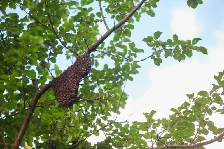 7 Smart Ways to Get Rid of Bees in a Tree - The Practical Planter