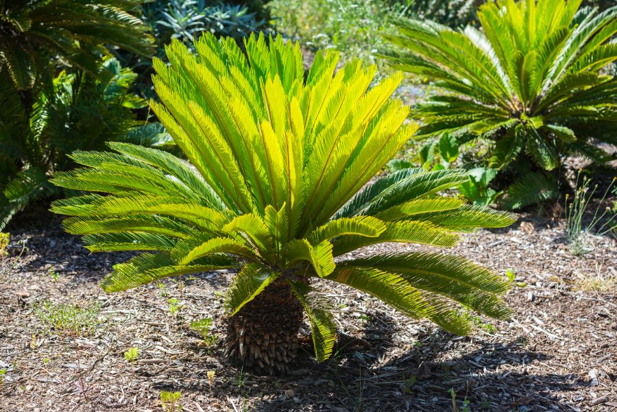 Why Is My Sago Palm Turning Yellow And What To Do About It The 