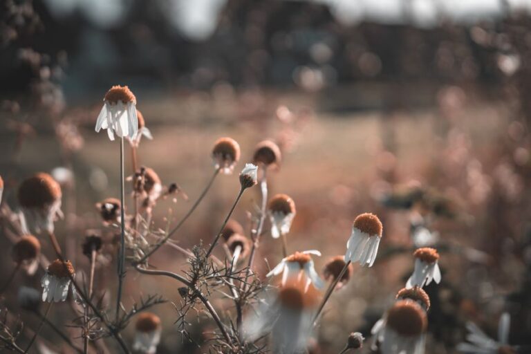 Why Are My Daisies Dying? (5 Common Causes) - The Practical Planter