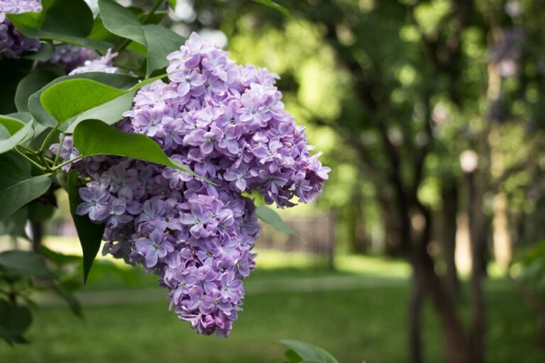 How Fast Do Lilac Bushes Grow? (Plus Factors that Affect Growth Rate ...