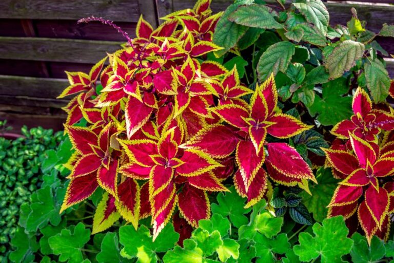 8 Great Companions to Plant with Your Begonias - The Practical Planter