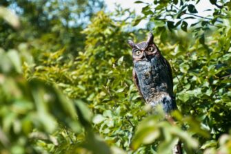 11 Smart Ways to Keep Birds Away From Fruit Trees - The Practical Planter