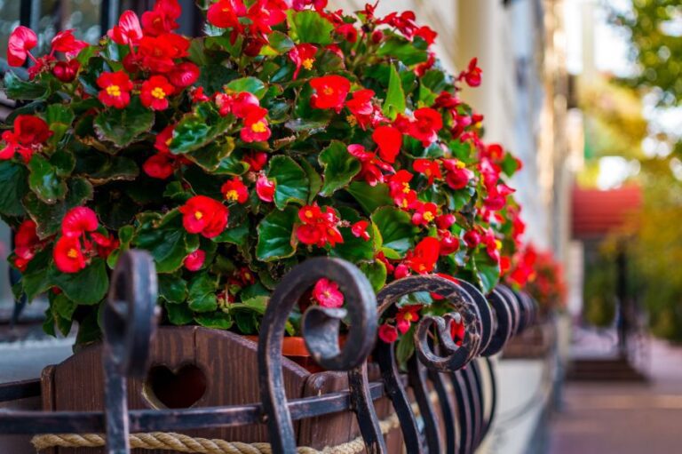 How to Keep Your Begonias Blooming for as Long as Possible - The ...