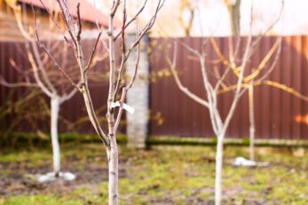11 Smart Ways to Keep Birds Away From Fruit Trees - The Practical Planter