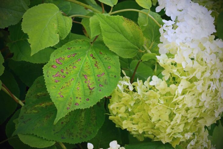 8 Common Causes for a Hydrangea Dropping Leaves - The Practical Planter