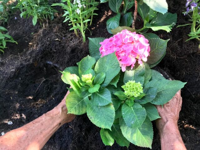 8 Common Causes for a Hydrangea Dropping Leaves - The Practical Planter