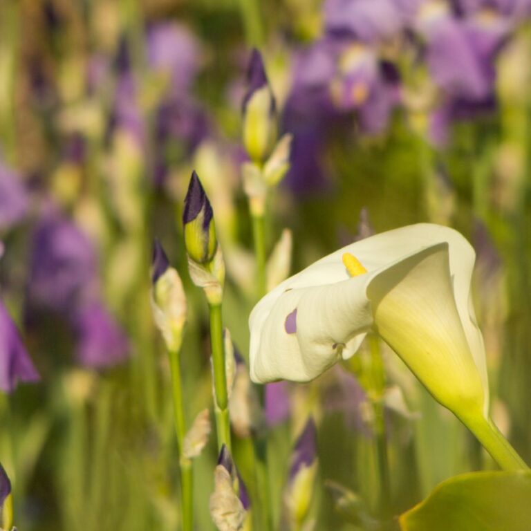 What to Plant with Calla Lilies (12 Great Companion Plants) - The ...
