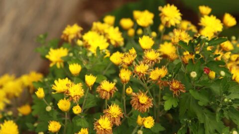 Why Are My Mums Turning Brown? (4 Common Causes) - The Practical Planter