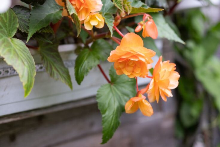 How Big Do Begonias Get? (Plus Tips to Grow Them Bigger) - The ...