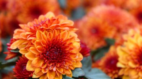 Why Are My Mums Not Blooming? (5 Common Causes) - The Practical Planter