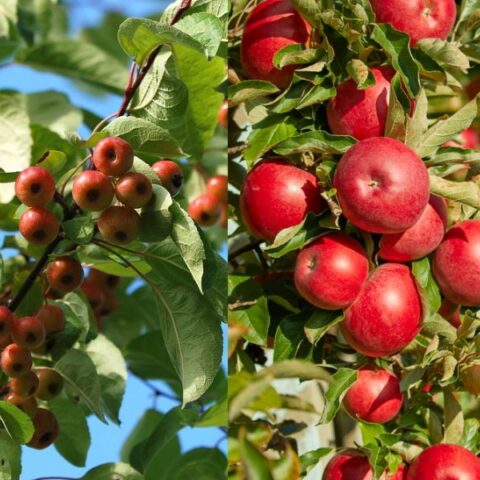 Trees & Shrubs Archives - The Practical Planter
