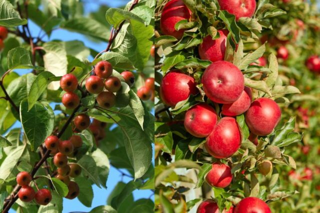 Crabapple vs. Apple Tree (The Key Differences to Know) - The Practical ...