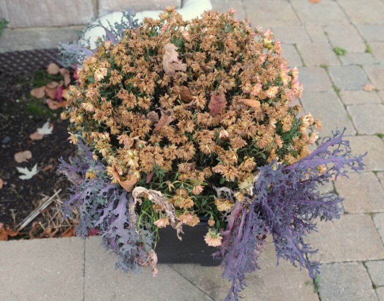 Why Are My Mums Dying? (5 Common Reasons) - The Practical Planter