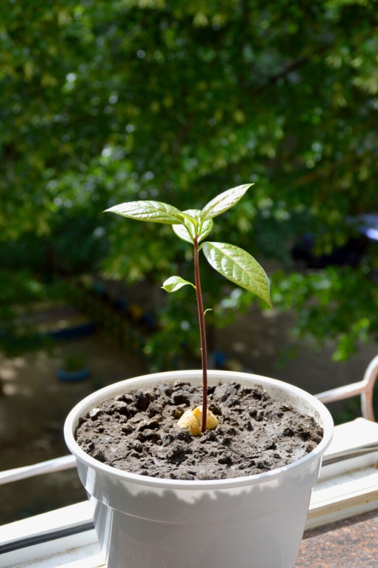 3 Causes of an Avocado Tree Dying with Brown Leaves - The Practical Planter