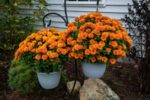 Why are My Mums Dying? (8 Common Reasons) - The Practical Planter