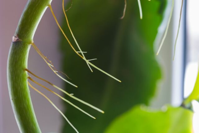 Kalanchoe Roots on the Stem: What Does It Mean? - The Practical Planter