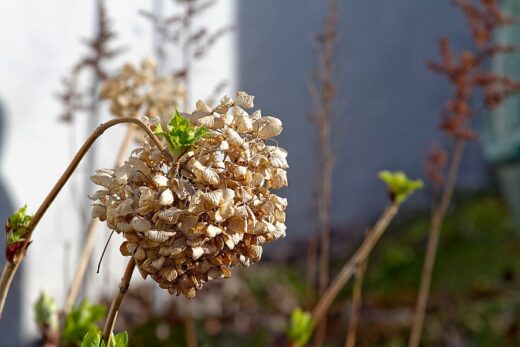 Why Is My Hydrangea Not Growing? (6 Common Causes) - The Practical Planter