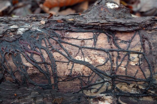 6 Reasons for Cherry Tree Leaves Turning Yellow or Brown - The ...