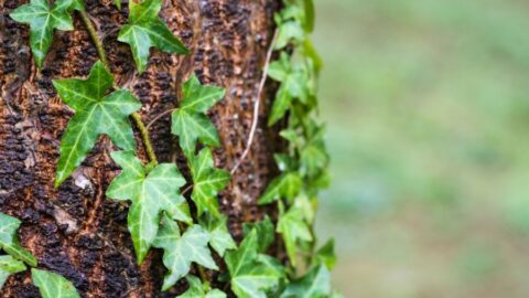 Can Ivy Kill a Tree? (And What to Do About It) - The Practical Planter