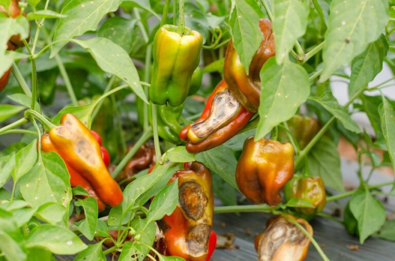 What Is Eating My Pepper Plants? (8 Possible Culprits) - The Practical ...
