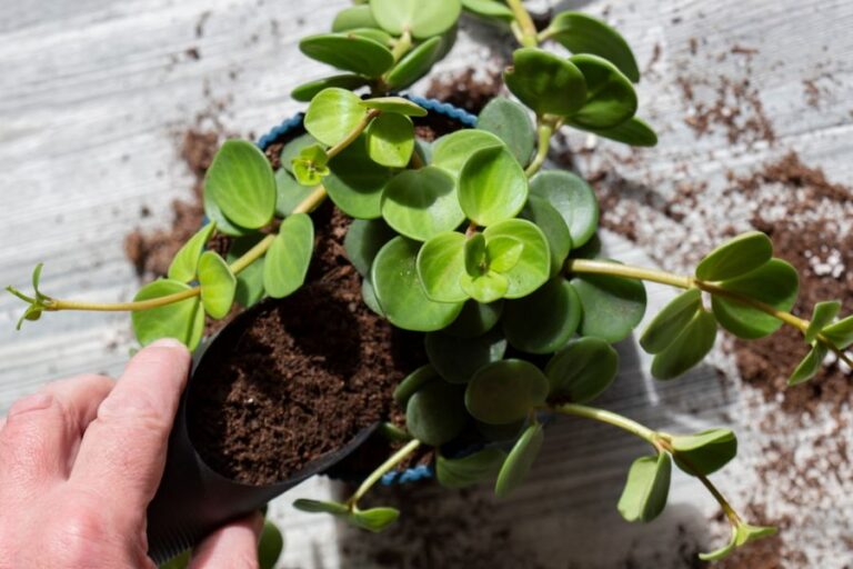 Simple Tips for Repotting Peperomia - The Practical Planter