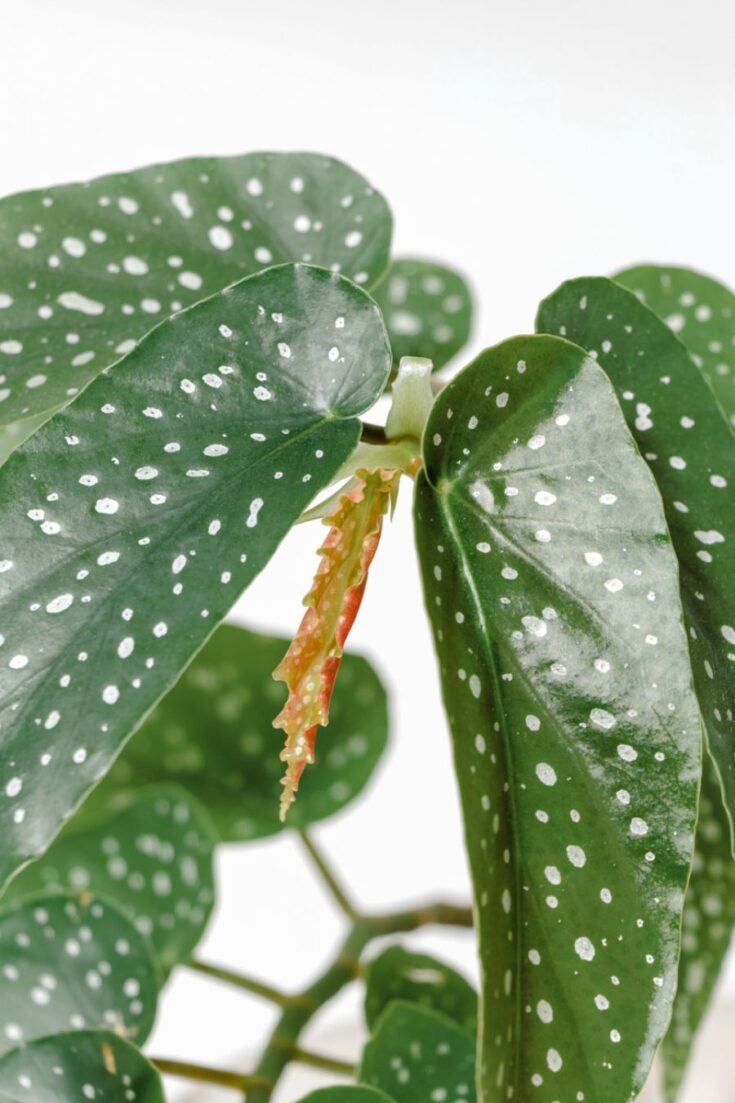 Begonia Blooming Problems? Here's How to Get Them Flowering Again - The ...