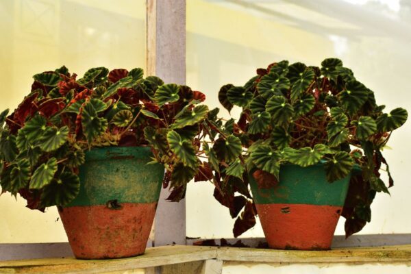 Begonia Blooming Problems? Here's How to Get Them Flowering Again - The ...