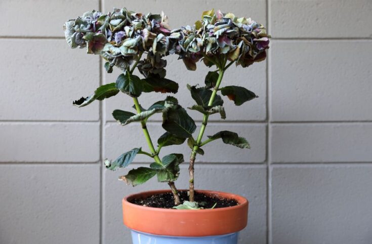 Tips to Rescue a Hydrangea That's Turning Brown - The Practical Planter