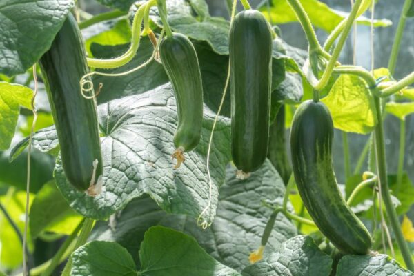 Why Are My Cucumbers Turning Yellow? (And What to Do About It) - The ...