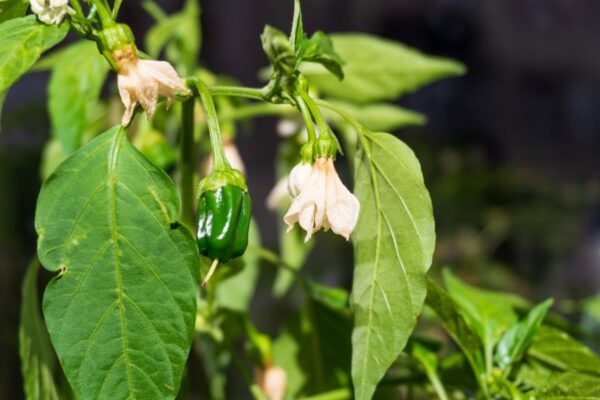 Why Is My Pepper Plant Not Flowering? - The Practical Planter