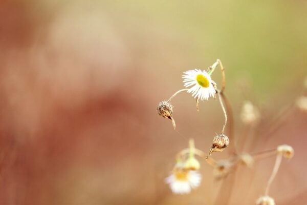 Why Are My Daisies Dying? (5 Common Causes) - The Practical Planter