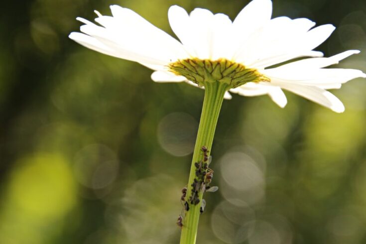 Why Are My Daisies Dying? (5 Common Causes) - The Practical Planter