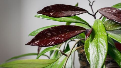 Hoya Propagation 101 Guide - The Practical Planter