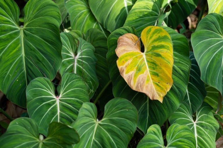 9 Causes of Philodendron Leaves Turning Yellow or Brown - The Practical ...