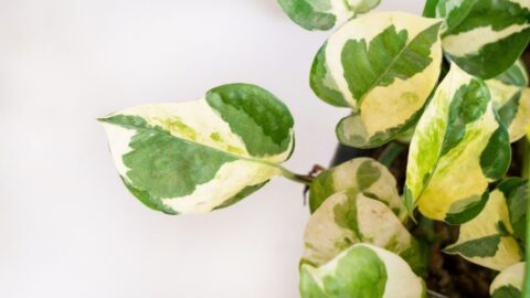 6 Pothos Diseases You Should Watch Out For - The Practical Planter