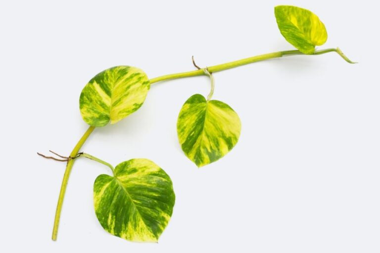 What to Do with Aerial Roots on Pothos (Plus 6 Causes) - The Practical ...