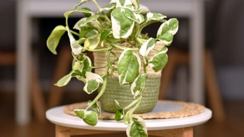 6 All Too Common Causes for Pothos Leaves Drooping - The Practical Planter