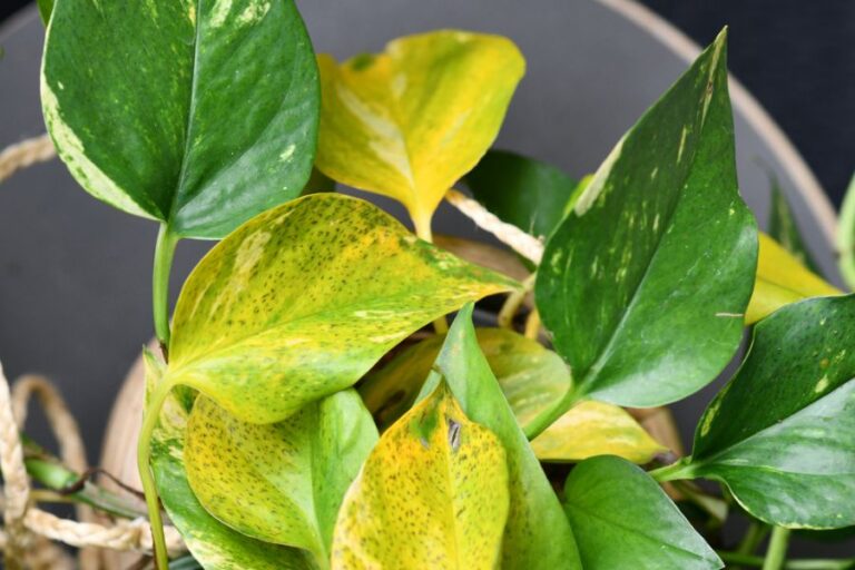 6 Pothos Diseases You Should Watch Out For - The Practical Planter